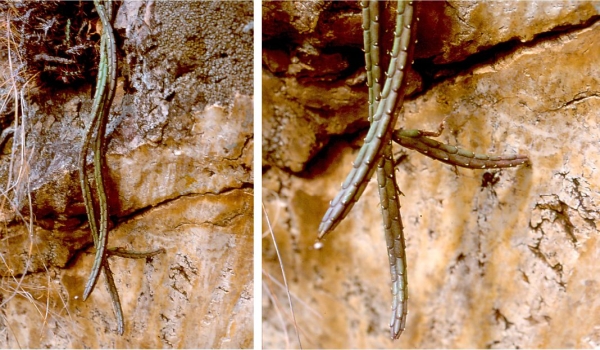 Huernia procumbens | PlantZAfrica